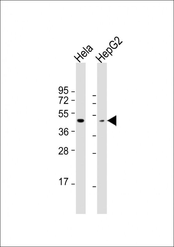 Opsin 1, Medium Wave Sensitive Antibodies | AntibodyResource.com