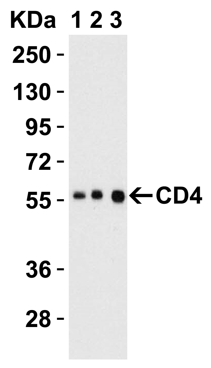 CD4 Antibody [9H5A8] | Scientist.com