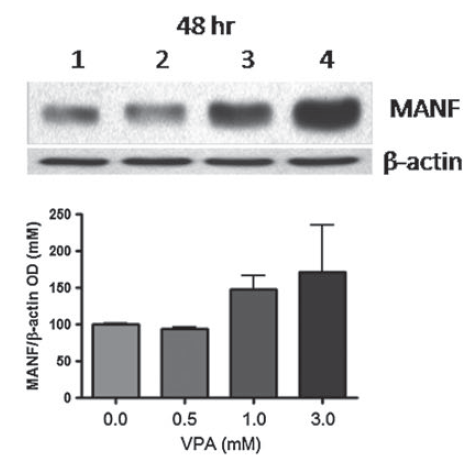 MANF Antibody - Caltag Medsystems