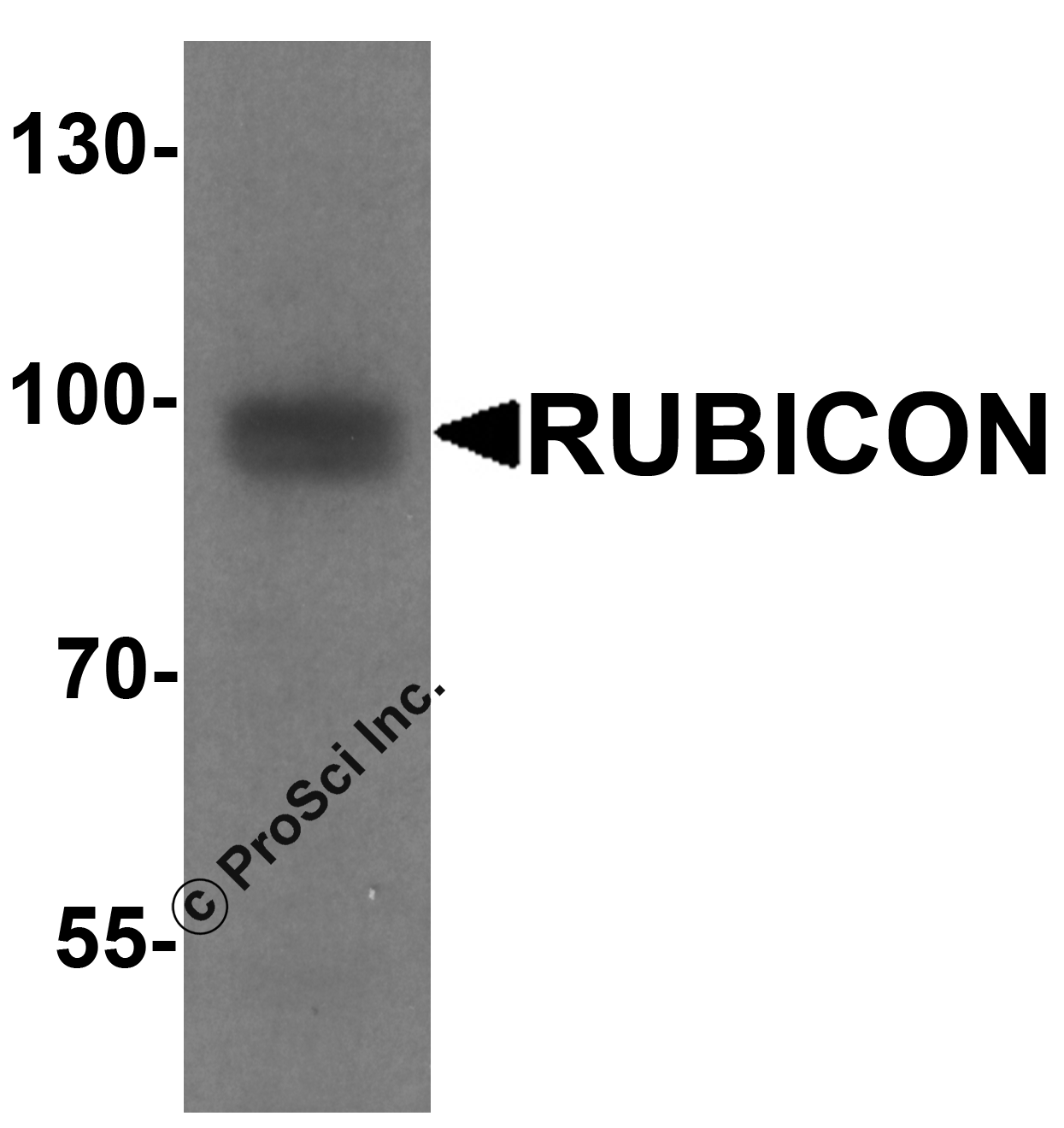 Rubicon Autophagy Regulator Antibodies | AntibodyResource.com