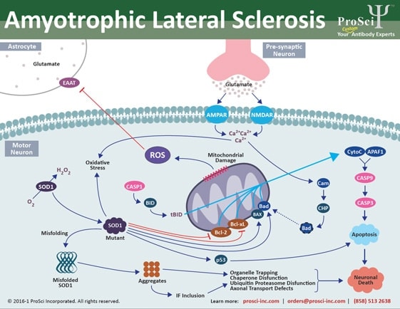 Applications & Techniques | ProSci Incorporated