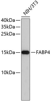 FABP4 Antibody [H6E5] - Cat. No. 13-041 | ProSci