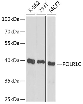 POLR1C Antibody - Cat. No. 13-117 | ProSci
