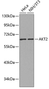 AKT2 Antibody - Cat. No. 13-146 | ProSci