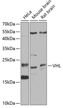 VHL Antibody - Cat. No. 13-158 | ProSci