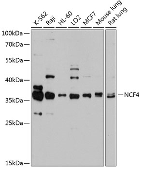 NCF4 Antibody - Cat. No. 13-218 | ProSci