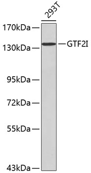 GTF2I Antibody - Cat. No. 13-220 | ProSci