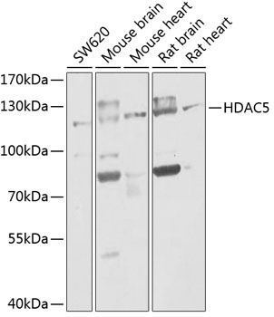HDAC5 Antibody - Cat. No. 13-228 | ProSci
