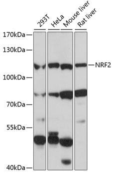 NRF2 Antibody - Cat. No. 13-240 | ProSci