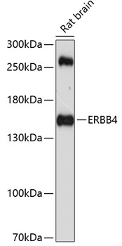 ERBB4 Antibody - Cat. No. 13-273 | ProSci