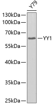 YY1 Antibody - Cat. No. 13-305 | ProSci