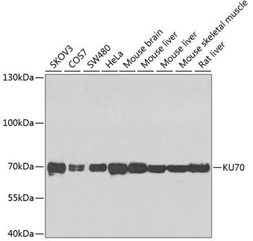 KU70 Antibody - Cat. No. 13-312 | ProSci