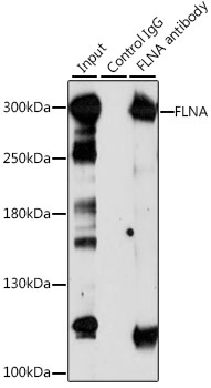 FLNA Antibody - Cat. No. 13-324 | ProSci