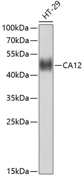 CA12 Antibody - Cat. No. 13-485 | ProSci