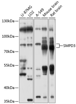 SMPD3 Antibody - Cat. No. 13-492 | ProSci