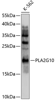 PLA2G10 Antibody - Cat. No. 13-537 | ProSci