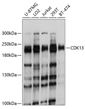 CDK13 Antibody - Cat. No. 13-538 | ProSci
