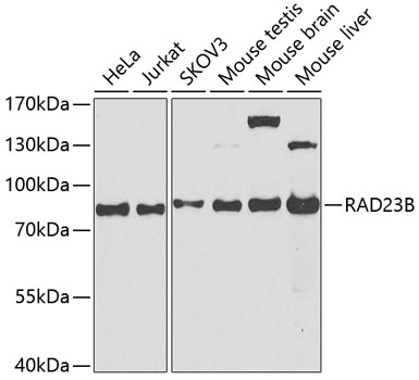 RAD23B Antibody - Cat. No. 13-590 | ProSci