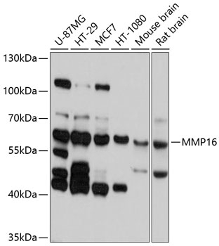 MMP16 Antibody - Cat. No. 13-634 | ProSci
