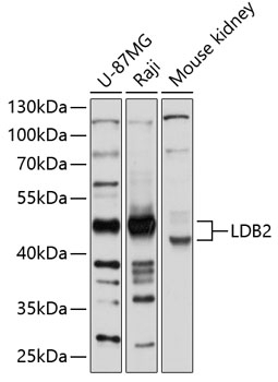 LDB2 Antibody - Cat. No. 13-673 | ProSci