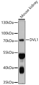 DVL1 Antibody - Cat. No. 13-706 | ProSci