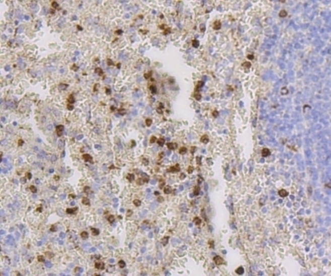 CD9 Antibody [4F10B5] - Cat. No. 13-804 | ProSci