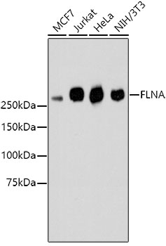 FLNA Antibody [A0F7] - Cat. No. 13-840 | ProSci
