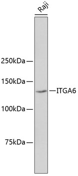ITGA6 Antibody [D5F7] - Cat. No. 13-860 | ProSci
