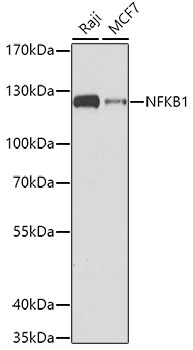 NFKB1 Antibody - Cat. No. 13-939 | ProSci