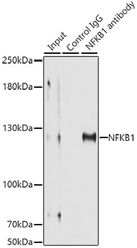 NFKB1 Antibody - Cat. No. 13-939 | ProSci