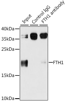 FTH1 Antibody - Cat. No. 14-022 | ProSci