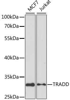 TRADD Antibody - Cat. No. 14-023 | ProSci