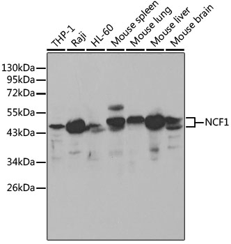 NCF1 Antibody - Cat. No. 14-032 | ProSci