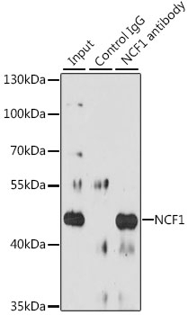 NCF1 Antibody - Cat. No. 14-032 | ProSci