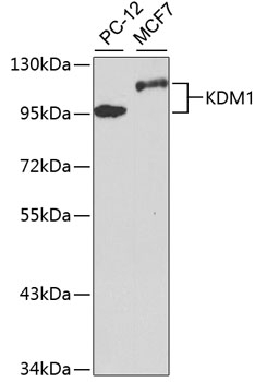 KDM1 Antibody, KO Validated - Cat. No. 14-050 | ProSci