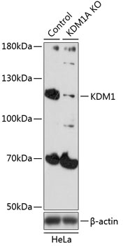 KDM1 Antibody, KO Validated - Cat. No. 14-050 | ProSci