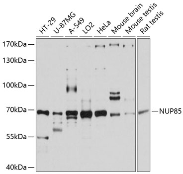NUP85 Antibody - Cat. No. 14-074 | ProSci
