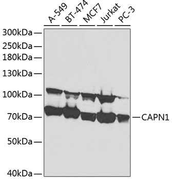 CAPN1 Antibody - Cat. No. 14-117 | ProSci