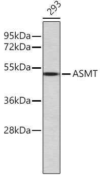 ASMT Antibody - Cat. No. 14-165 | ProSci