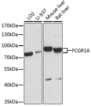 FCGR1A Antibody - Cat. No. 14-212 | ProSci
