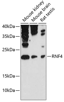 RNF4 Antibody - Cat. No. 14-233 | ProSci