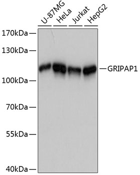 GRIPAP1 Antibody - Cat. No. 14-236 | ProSci