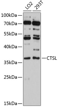 CTSL Antibody - Cat. No. 14-245 | ProSci