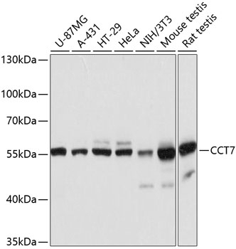 CCT7 Antibody - Cat. No. 14-278 | ProSci