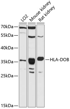 HLA-DOB Antibody - Cat. No. 14-338 | ProSci