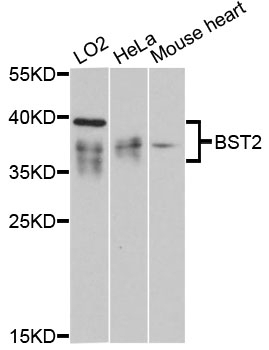 BST2 Antibody - Cat. No. 14-361 | ProSci