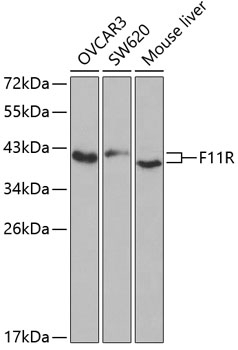 F11R Antibody - Cat. No. 14-406 | ProSci