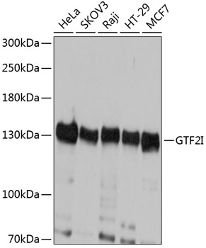 GTF2I Antibody - Cat. No. 14-424 | ProSci