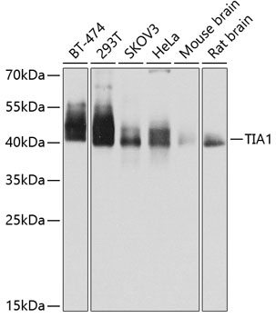 TIA1 Antibody - Cat. No. 14-477 | ProSci