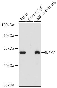 IKBKG Antibody, KO Validated - Cat. No. 14-490 | ProSci